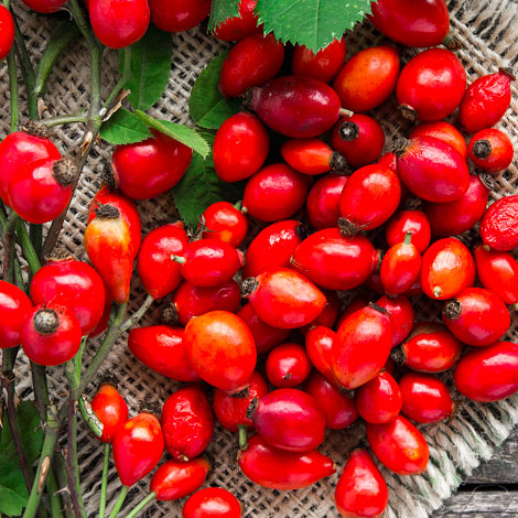 Artro Complex Max 4 - Cell'innov